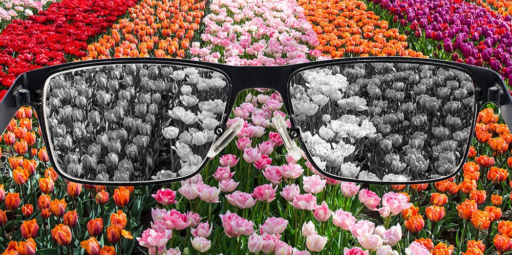 What Is Color Blindness Everything You Want To Know